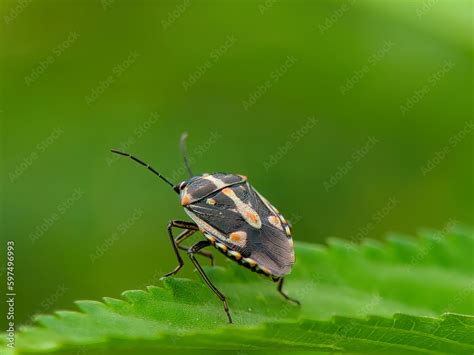 Harlequin Bug Coloration Influenced By Temperature During Nymphal