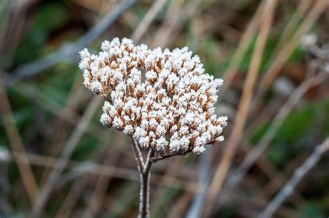 Premium Photo Dry Grass In The Meadow Covered With Frost Autumn