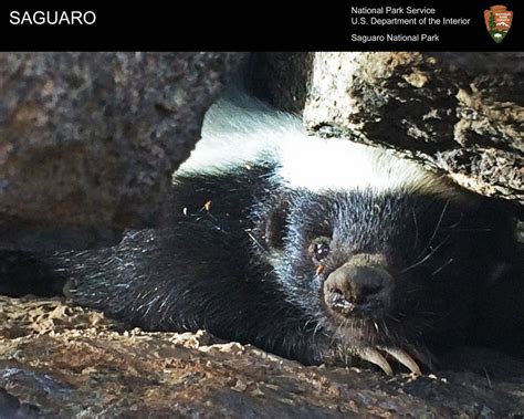 Hog Nosed Skunk NPSPhoto TPalmer Saguaro National Park Flickr