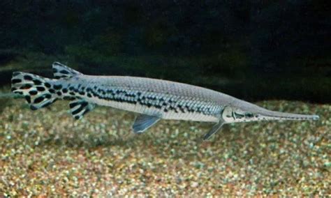 √ 10 Jenis Ikan Predator Buas Namun Bagus Dipelihara Dalam Aquarium