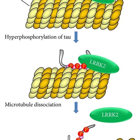 Suppression Of Tau Phosphorylation By Hsp Modulator Download