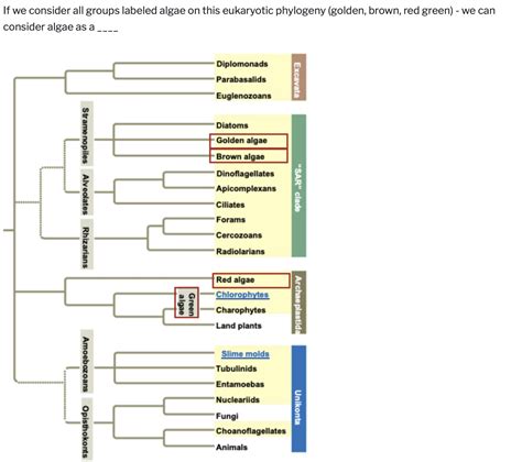 Solved A Monophyletic Groupb Paraphyletic Groupc