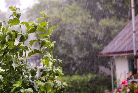3 Faktor Pembentuk Petrichor Ketika Hujan Turun Apa Saja