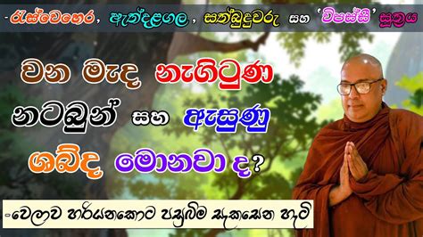 වන මැද නැගිටුණ නටබුන් හා ඇසුණු ශබ්ද මොනවාද වෙලාව හරියනකොට පසුබිම සැකසෙන හැටි Youtube