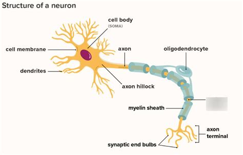 Structure And Function Of Cells Of The Nervous System Diagram Quizlet