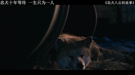忠犬八公的故事忠犬十年等待一生只为一人 哔哩哔哩