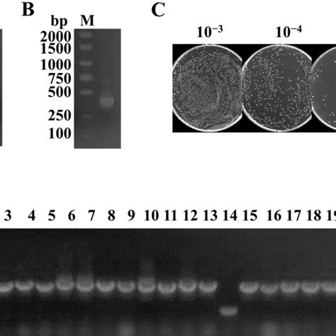 Construction Of Vhh Library A B Vhh Genes Were Generated By A