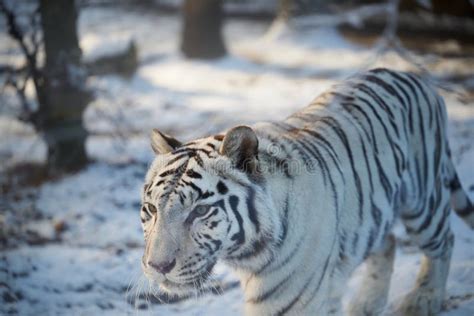 The White Tiger Is A Leucistic Morph Of The Tiger Stock Image Image