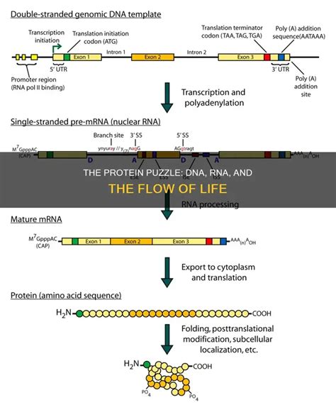The Protein Puzzle Dna Rna And The Flow Of Life Medshun