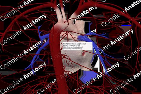 Posterior Basal Segmental Artery Of Right Lung Complete Anatomy
