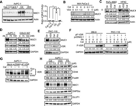 Validation Of The Rppa Finding And Demonstration Of Vitamin D3 Vdr