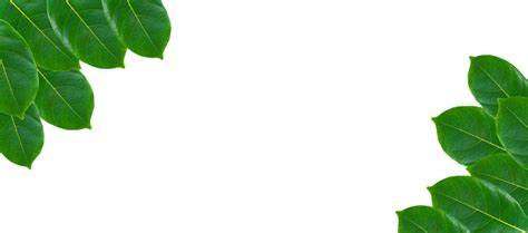 흰색 배경에 별도로 격리된 녹색 잎 자연의 아름다움 열대 잎 텍스트의 복사 공간 0명에 대한 스톡 사진 및 기타 이미지 0명