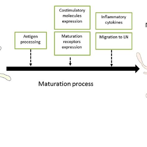 Dendritic Cells Subsets Classification And Their Main Properties Download Scientific Diagram