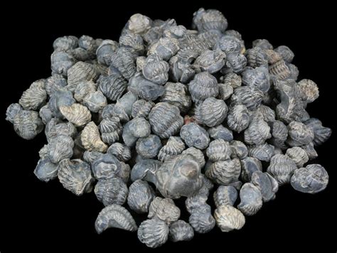 Bulk Small Enrolled Trilobite Fossils 10 Pack For Sale