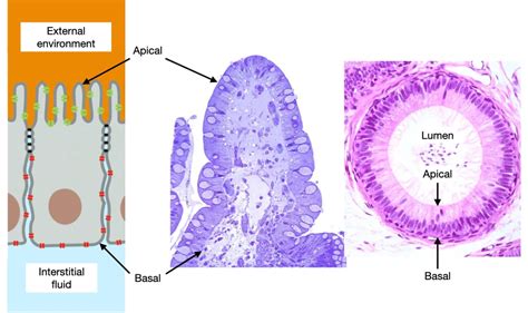 Epithelial Cell Structure