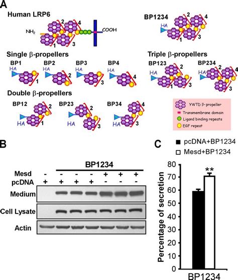 Co Expression Of Mesd Enhances Secretion Of Lrp6 Propellers A Download Scientific Diagram