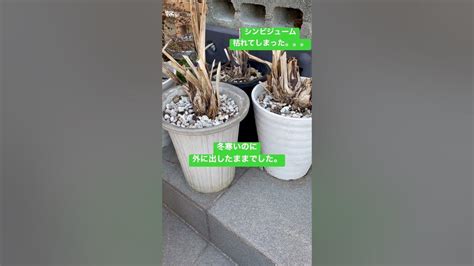 シンビジューム 枯れちゃった 残念！！ 😭 Youtube