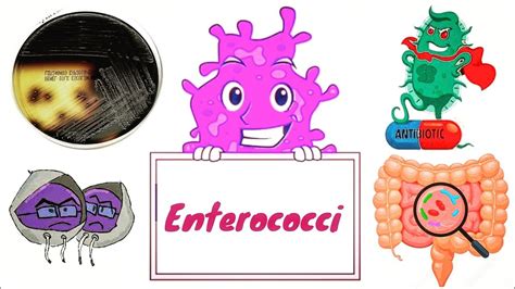 Enterococci Enterococcus Faecalis And E Faecium English Medical