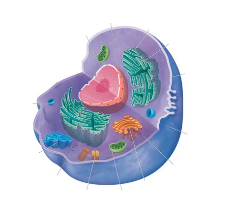 Eukaryotic Cell Diagram Labeled Mcat Eukaryotic Cell Biology