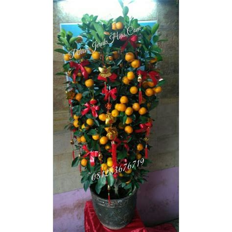 Jual Pohon Jeruk Imlek Kimkit Jual Parcel Imlek Hampers Chinese New Year 2025