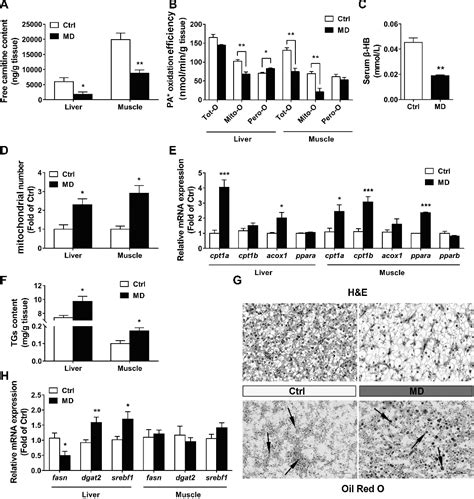 Figure 1 From Mitochondrial Fatty Acid β Oxidation Inhibition Promotes