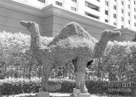 Two Headed Camel Hedge Bw Photograph By Elisabeth Lucas Pixels Two Headed Camel Hedge Bw Photograph By Elisabeth Lucas Pixels