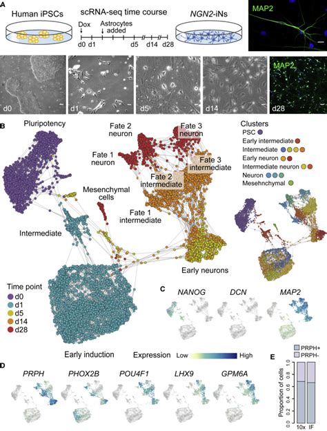 Ngn2 Induces Diverse Neuron Types From Human Pluripotency Pmc