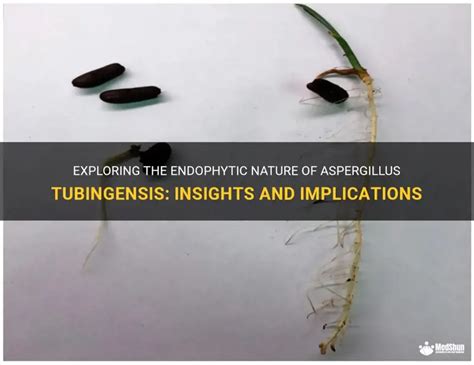 Exploring The Endophytic Nature Of Aspergillus Tubingensis Insights And Implications Medshun