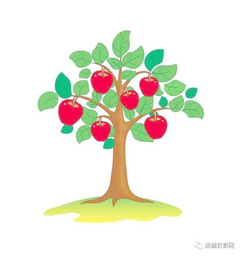 果树的储藏养分不足给果树带来哪些不良后果