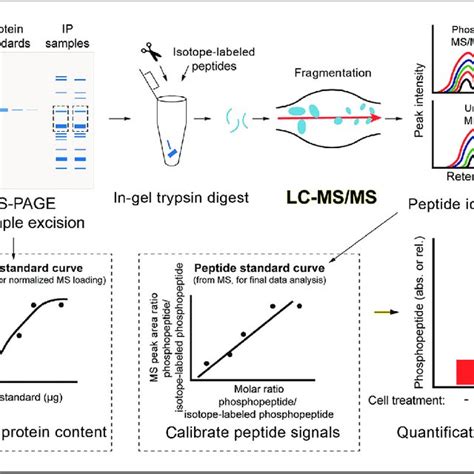 Key Steps For In Gel Digestion And Targeted Lc Ms Ms Download