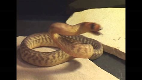 Angry Python At Daytona Reptile Expo Youtube