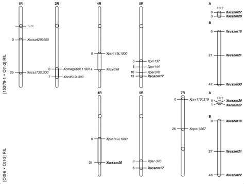 Linkage Groups Of Rapd Issr And R Issr Markers And Chromosomal Download Scientific Diagram