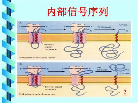 信号序列 Signal Sequence Ppt Download