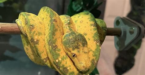 Biak Green Tree Python Album On Imgur