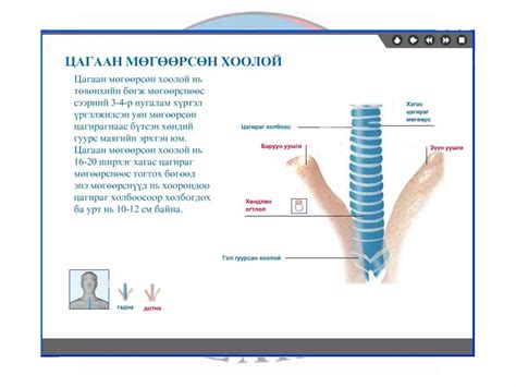 лекц 3 амьсгалын эрхтэн тогтолцоо Pptx