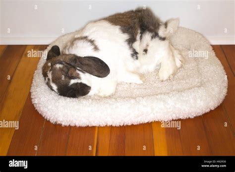 What Do Dwarf Rabbits Sleep On At Ava Henty Blog