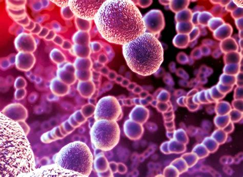 Bacteria Up Close Personal Streptococcus Pneumoniae Microscopic Photography Microscopic Images