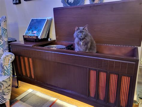 He Always Wants To Sit In The Most Inconvenient Spot R Turntables