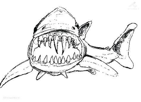 Mako Shark Drawing At Getdrawings Free Download