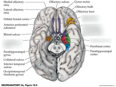 Week 8 Limbic System Diagram 5 Diagram Quizlet