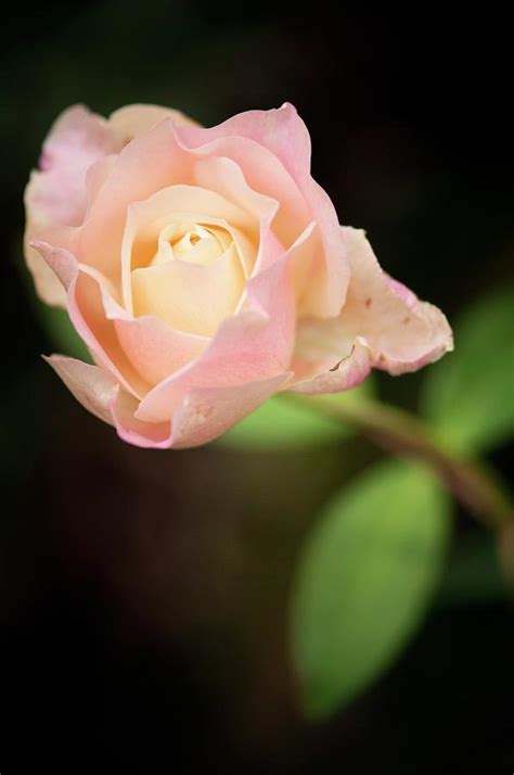 Rosa Mrs Dudley Cross Flower Photograph By Maria Mosolova Pixels