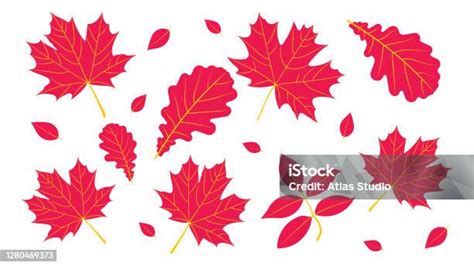 가을 세트 붉은 단풍 참나무 단풍 나무 자작 나무 재 벡터 템플릿 디자인 또는 장식에 대한 세부 사항 집합입니다 흰색 배경입니다 0명에 대한 스톡 벡터 아트 및 기타 이미지