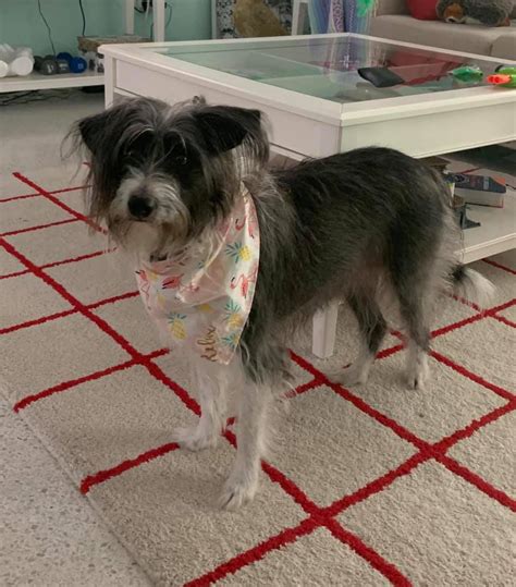 Winter Park Veterinary Hospital Home Facebook