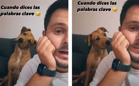 Tiktok Perrito Escucha Palabra ‘pasear Y Reacción Se Vuelve Viral