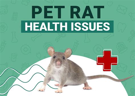 6 Common Pet Rat Health Problems Illnesses And Diseases Vet Answer
