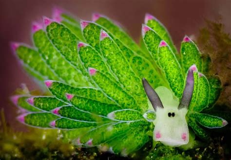 The Leaf Sheep Natures Solar Powered Marvel New And Tips