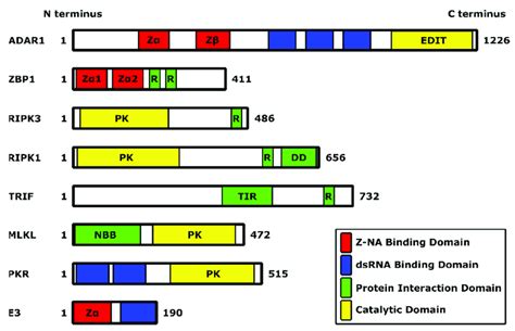 Summary Schematic Of Functional Domains Present In Proteins Described