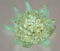 Eriocaulon Decemflorum Eriocaulaceae
