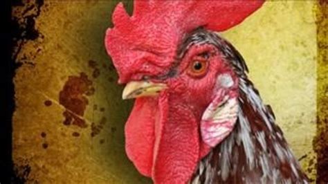 Man Dies After Rooster Attacks Him On The Way To A Cockfight