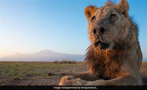 One Of The Worlds Oldest Lions Loonkiito Killed In Kenya Flipboard